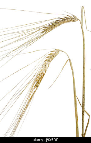 Rye (Secale cereale Stock Photo - Alamy