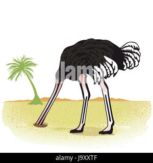 ostrich hides its head in the sand , summer Stock Photo - Alamy