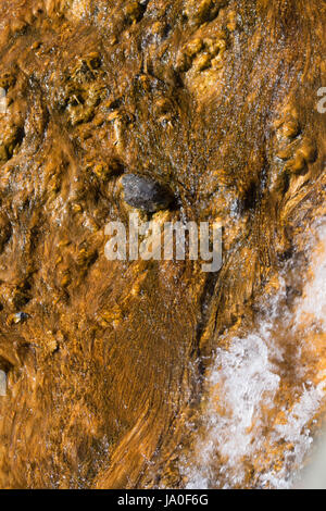 From hot springs located at Yellowstone National Park Stock Photo - Alamy