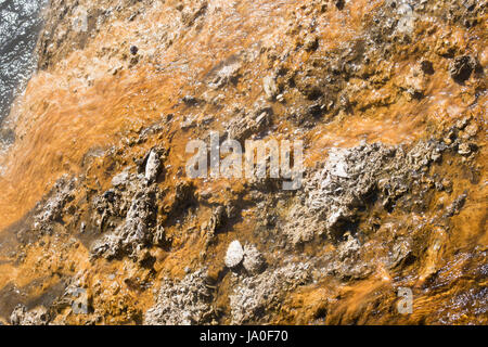 From hot springs located at Yellowstone National Park Stock Photo - Alamy