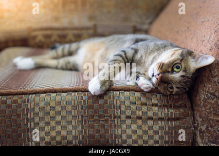 brown eyed cat on vintage sofa in warm tone. select focus Stock Photo ...