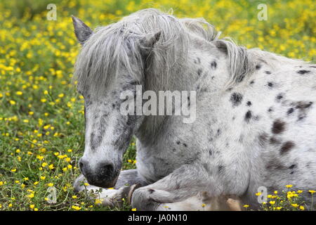 horse, lie, lying, lies, flower meadow, pony, mane, meadow, horse ...