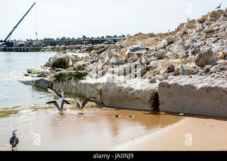 Looking around series. Seagulls at lunch serving Stock Photo - Alamy
