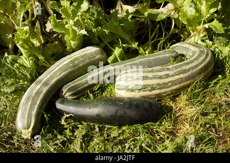 the large harvest of vegetable marrows lies on a green grass Stock ...