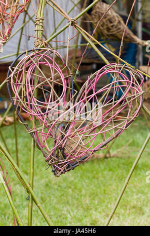 Siberian Violet-willow (Salix acutifolia Stock Photo - Alamy