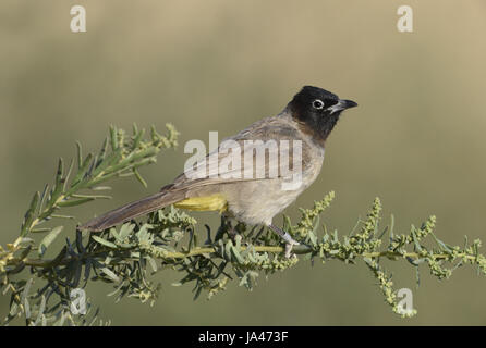 White-spectacled Bulbul (Pycnonotus xanthopygos) at waterhole, Israel ...