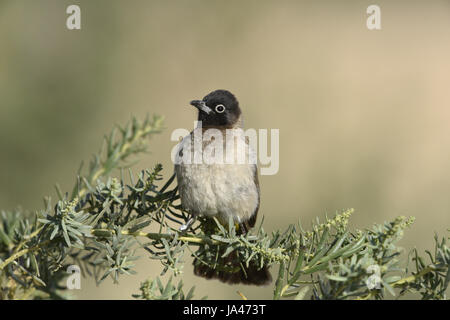white-spectacled bulbul (Pycnonotus xanthopygos) on a loquat ...