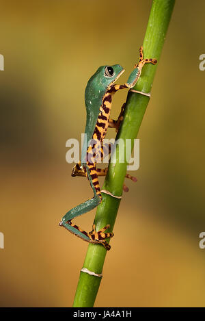 Super Tiger Leg Monkey Frog balancing on a bamboo shoot also known as ...