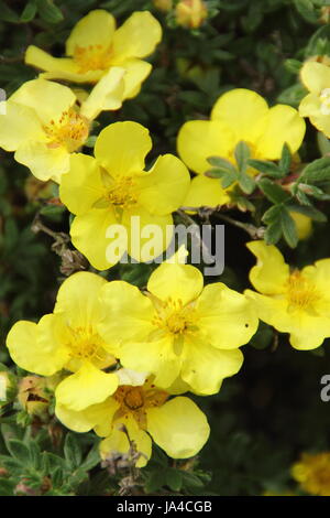 Potentilla fruticosa 'Elizabeth' shrub close up of flowers Stock Photo ...