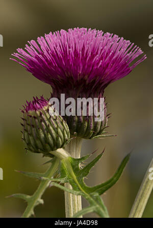 Cirsium rivulare 'Trevor's Blue Wonder'. Plume thistle 'Trevor's Blue ...