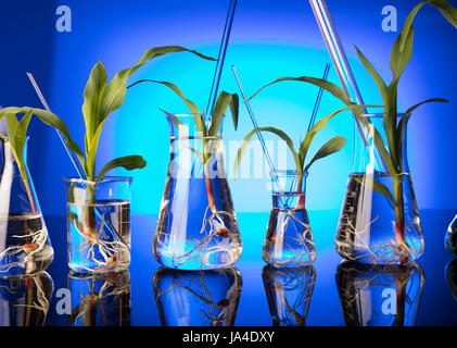 Floral science in blue laboratory Stock Photo - Alamy