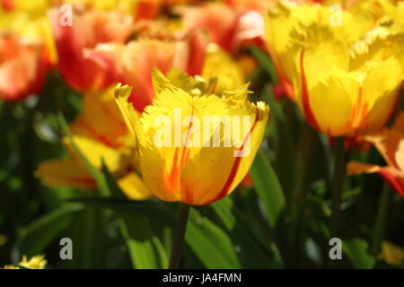 The beauty of tulips in its many varieties and sizes Stock Photo - Alamy