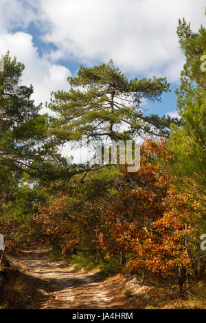 The Dadia-Lefkimi-Soufli Forest National Park, a major natural reserve ...