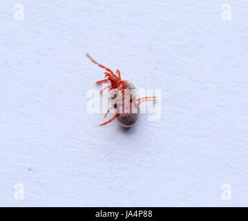 Red velvet mite on white sheet of paper. Macro shooting of velvet ...