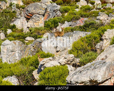 Klipspringer (Oreotragus oreotragus), small antelope in Serengeti ...