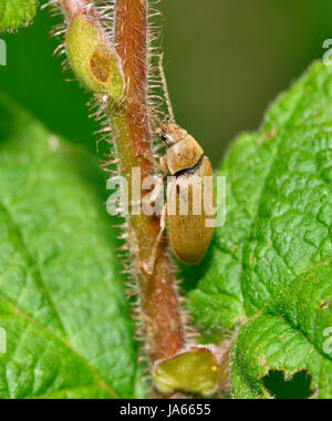 Orchid Beetle Dascillus cervinus Stock Photo - Alamy
