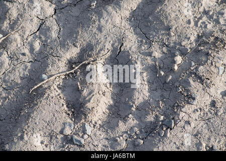 Dusty cracked ground Stock Photo - Alamy