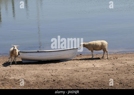 sheep in the boot Stock Photo - Alamy