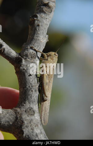spain, grasshopper, locusts, grasshoppers, blue, tree, spain, branch ...