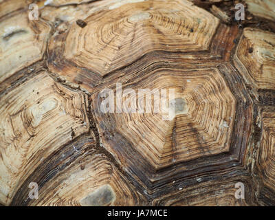 Close up of beautiful tortoise shell top view armature turtle old broke ...