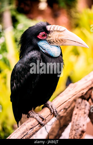 Hornbill, tropical Old World bird in forest Stock Photo - Alamy