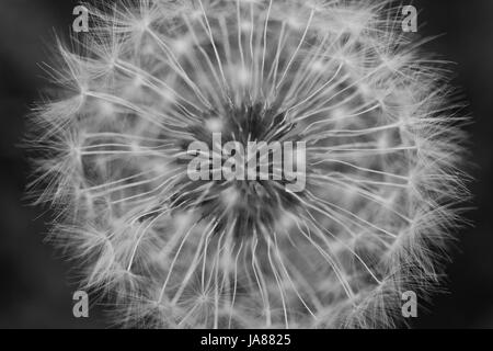 Black and White Dandelion Capitulum Stock Photo - Alamy