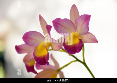 Details of orchid with colors, leaf, textures and petals Stock Photo ...