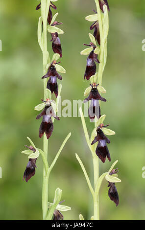 Fly Orchid (Ophrys insectifera) close-up of flower with raindrops ...