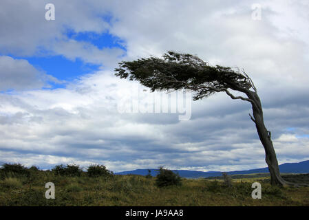 Tree deformed by wind, Patagonia, Argentina Stock Photo - Alamy