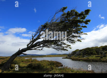 Tree deformed by wind, Patagonia, Argentina Stock Photo - Alamy