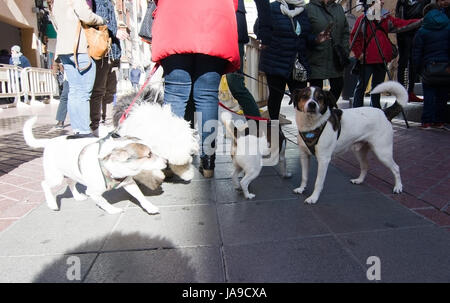 Dogs waiting to be blessed Stock Photo - Alamy