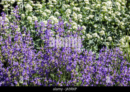 White Valerian, Centranthus ruber Alba, salvia lavandulifolia Blancoana ...