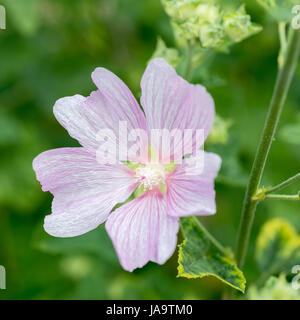Alcea pallida pink flowers Stock Photo - Alamy