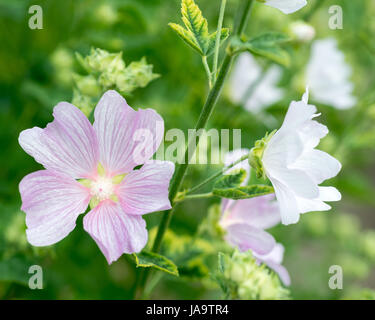 Alcea pallida pink flowers Stock Photo - Alamy