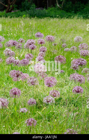 Ornamental Alliums (Allieae) growing in long grass in late spring early ...