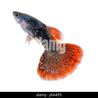beautiful guppy on white background Stock Photo - Alamy