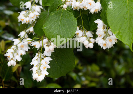 June flowers and foliage of the fragrant snowbell tree, Styrax obassia ...