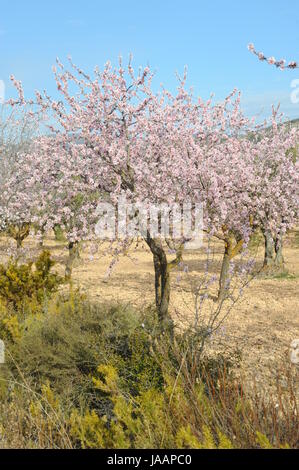 mandelum flower in spain Stock Photo - Alamy