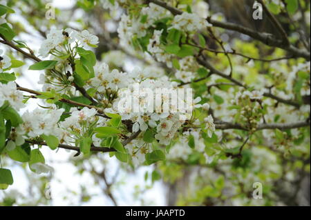 brin tree flower Stock Photo - Alamy