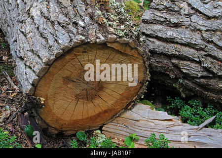 Tree trunk in lenga beech tree forest, Nothofagus Pumilio, Reserva ...
