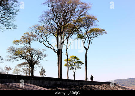 Trees along the promenade, Cramond Foreshore, Edinburgh, Scotland, UK ...
