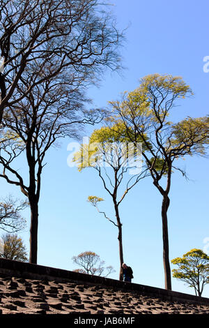 Trees along the promenade, Cramond Foreshore, Edinburgh, Scotland, UK ...