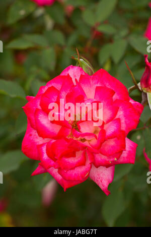 Sweet Caroline rose, Heirloom Roses, St Paul, Oregon Stock Photo - Alamy