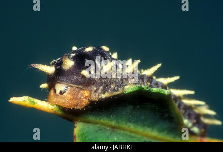Australian cup moth larva Stock Photo - Alamy
