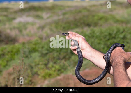 Sicily Italy snake Hierophis viridiflavus animal animals reptile ...