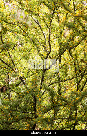 Blooming acacia, thorn tree, Vachellia sp., akácia, Hwange National ...
