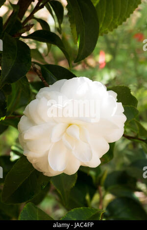 Camellia Japonica alba simplex Stock Photo - Alamy