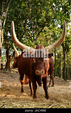 male watusi bulls in nature Stock Photo - Alamy