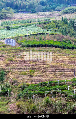 Longji, China. Passion Fruit Vines Growing on the Hillsides Stock Photo ...
