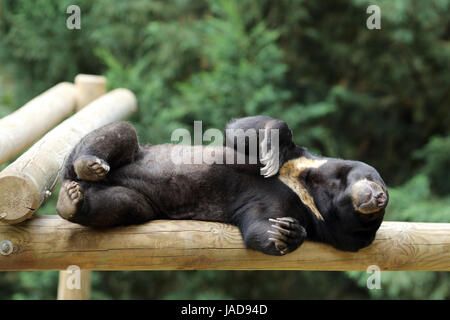 Details of a sleeping sun bear in captivity Stock Photo - Alamy